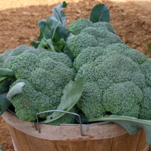 Gypsy Broccoli (Not Treated) | Seedway