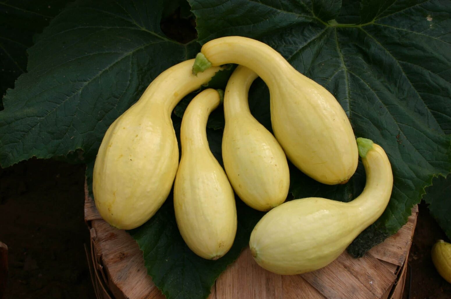 Prelude II Squash (Farmore) | Seedway