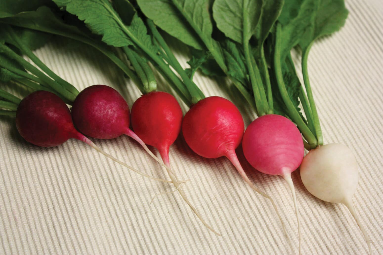 Easter Egg II Radish (Not Treated) | Seedway