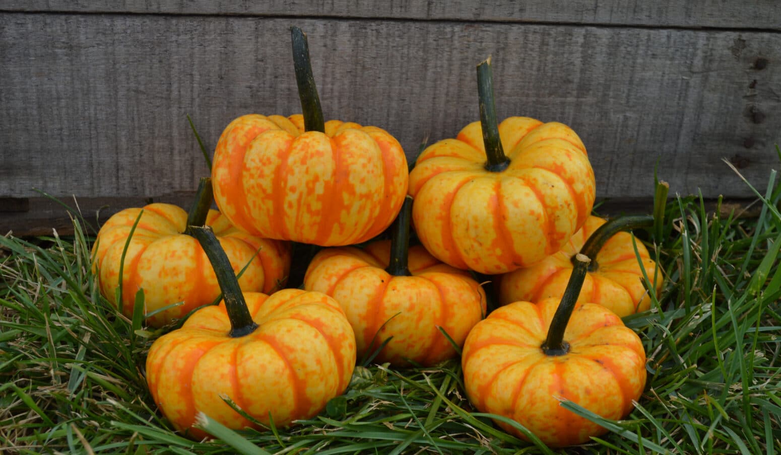 Spark Pumpkin (Treated Seed) | Seedway