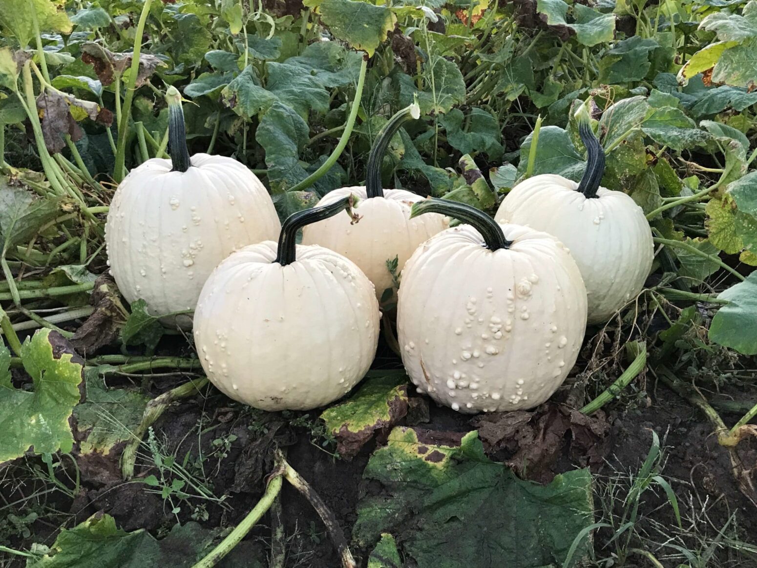Specter Pumpkin (Farmore) | Seedway