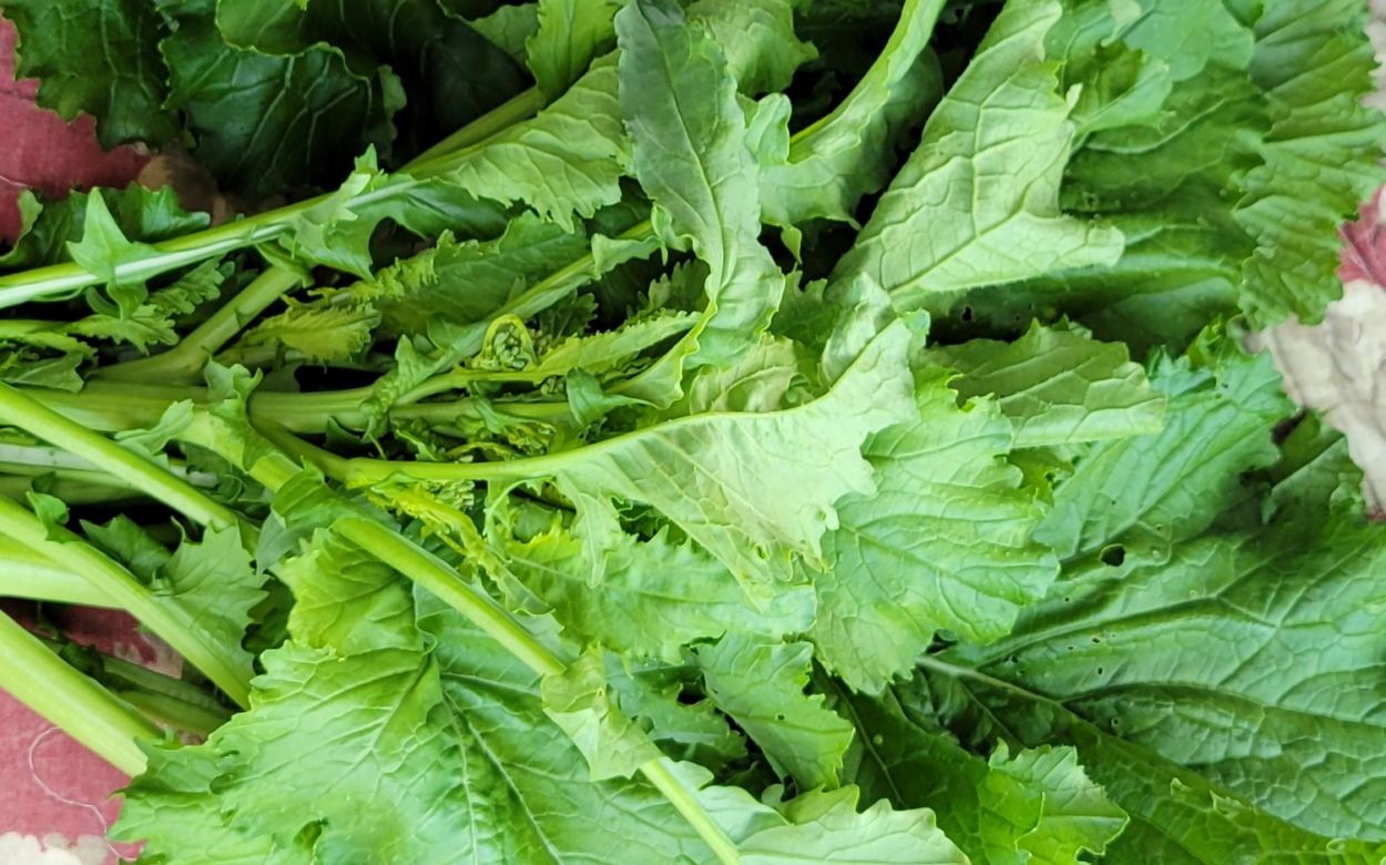 Spring Rapini Broccoli Raab (Not Treated) | Seedway