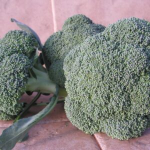 Gypsy Broccoli (Not Treated) | Seedway