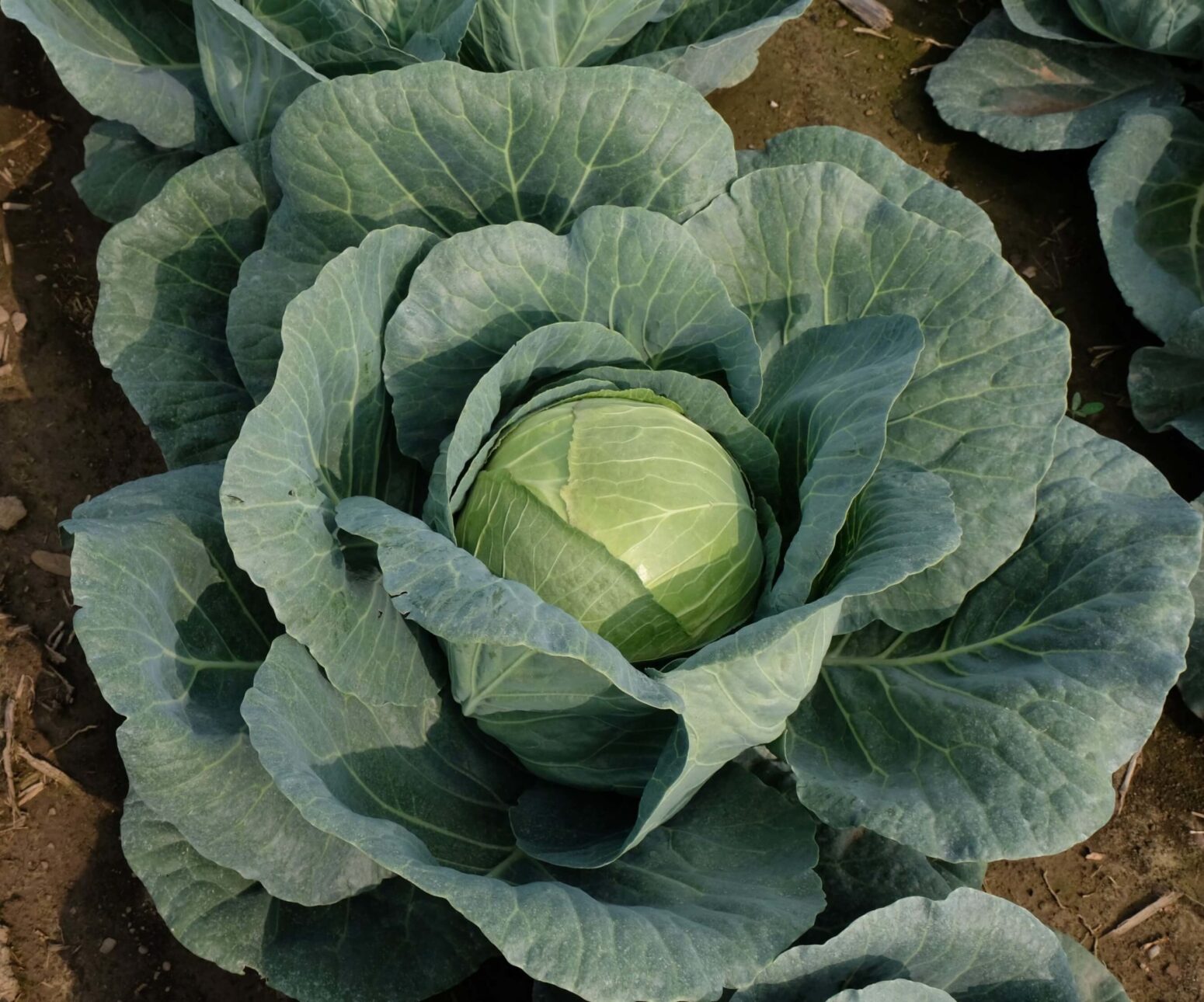 Nixon Cabbage (Not Treated) | Seedway