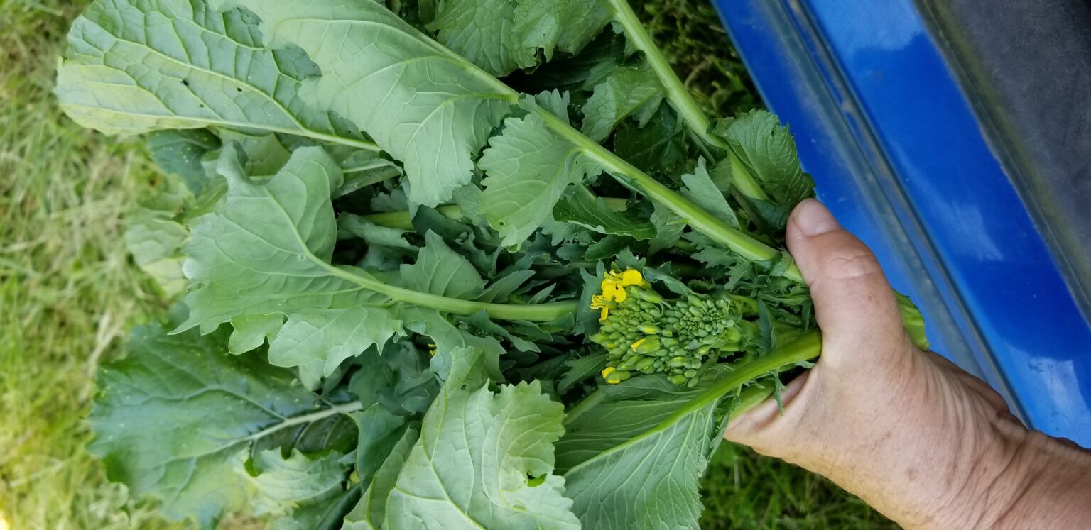 Spring Rapini Broccoli Raab (Treated Seed) | Seedway