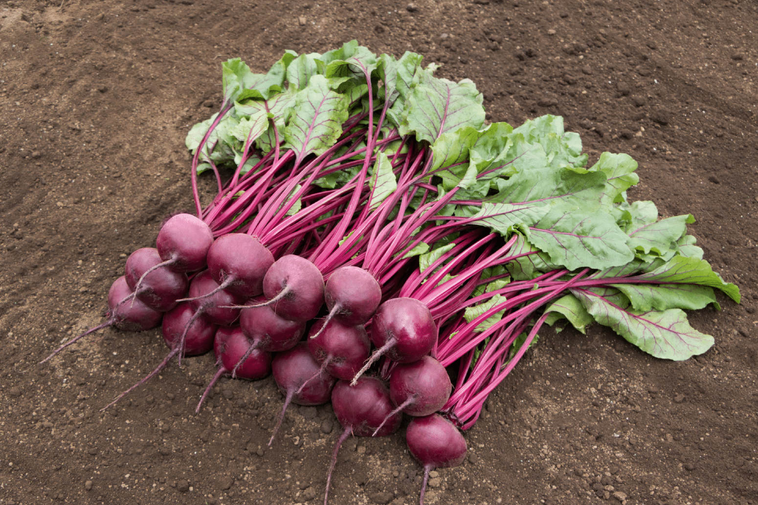 Bresko Beet (Not Treated) | Seedway