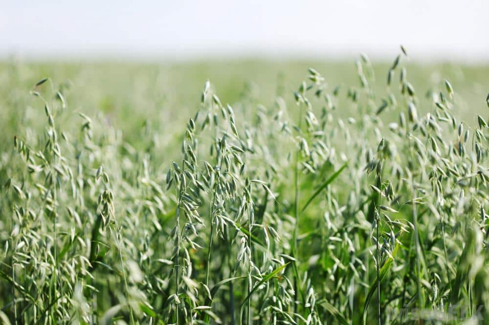 Category: Forage Oats | Seedway