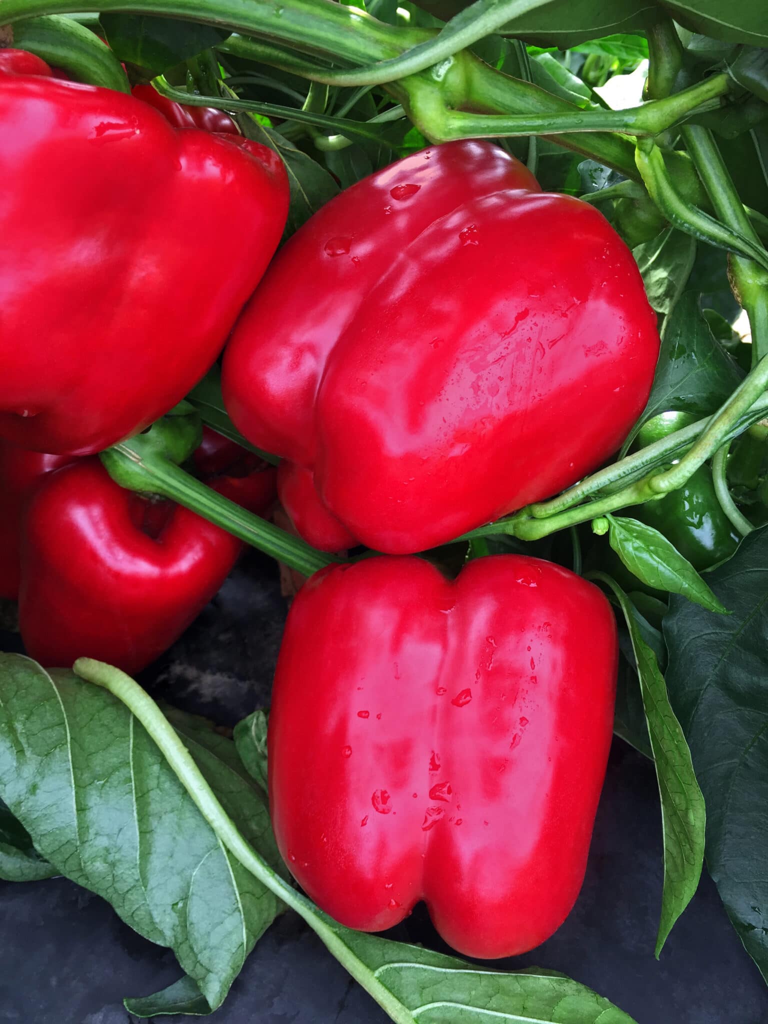 Mercer Bell Pepper (Treated Seed) | Seedway
