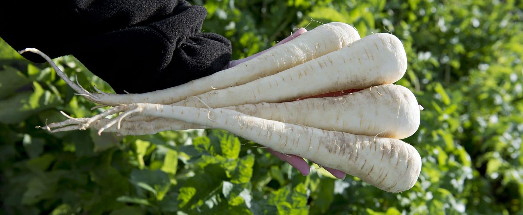 Category: Parsnip Seeds | Seedway