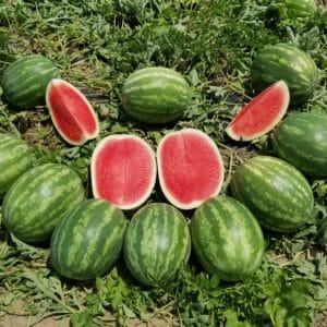 Red Amber Watermelon (Not Treated) | Seedway