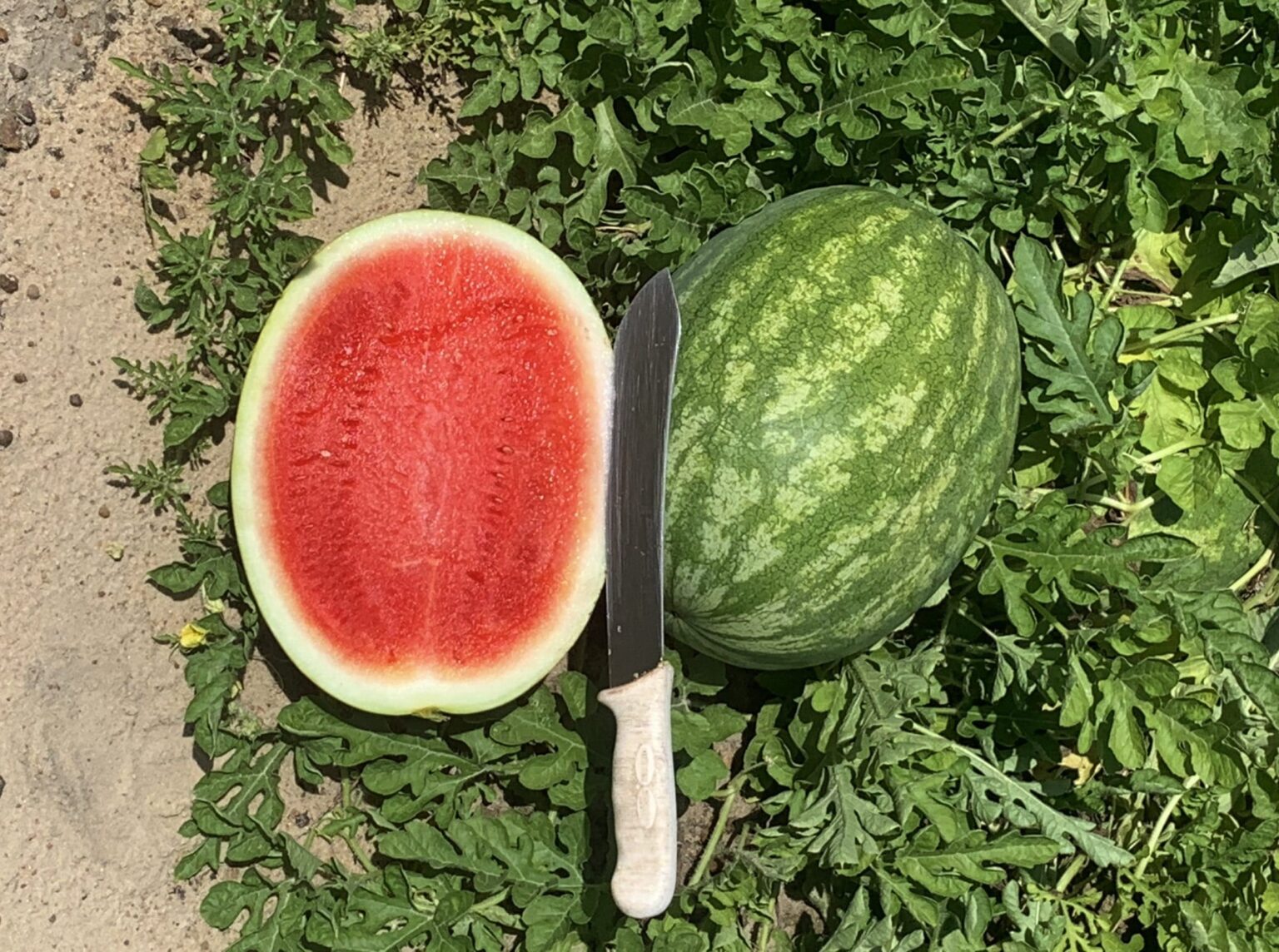 Red Opal Watermelon (Not Treated) | Seedway