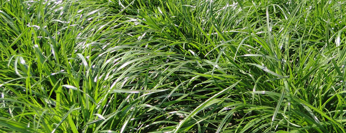 Category: Ryegrass | Seedway