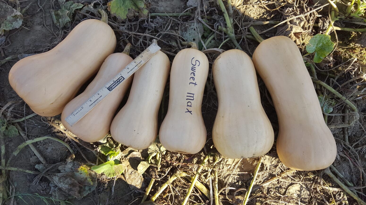 Sweetmax Squash (Farmore) | Seedway