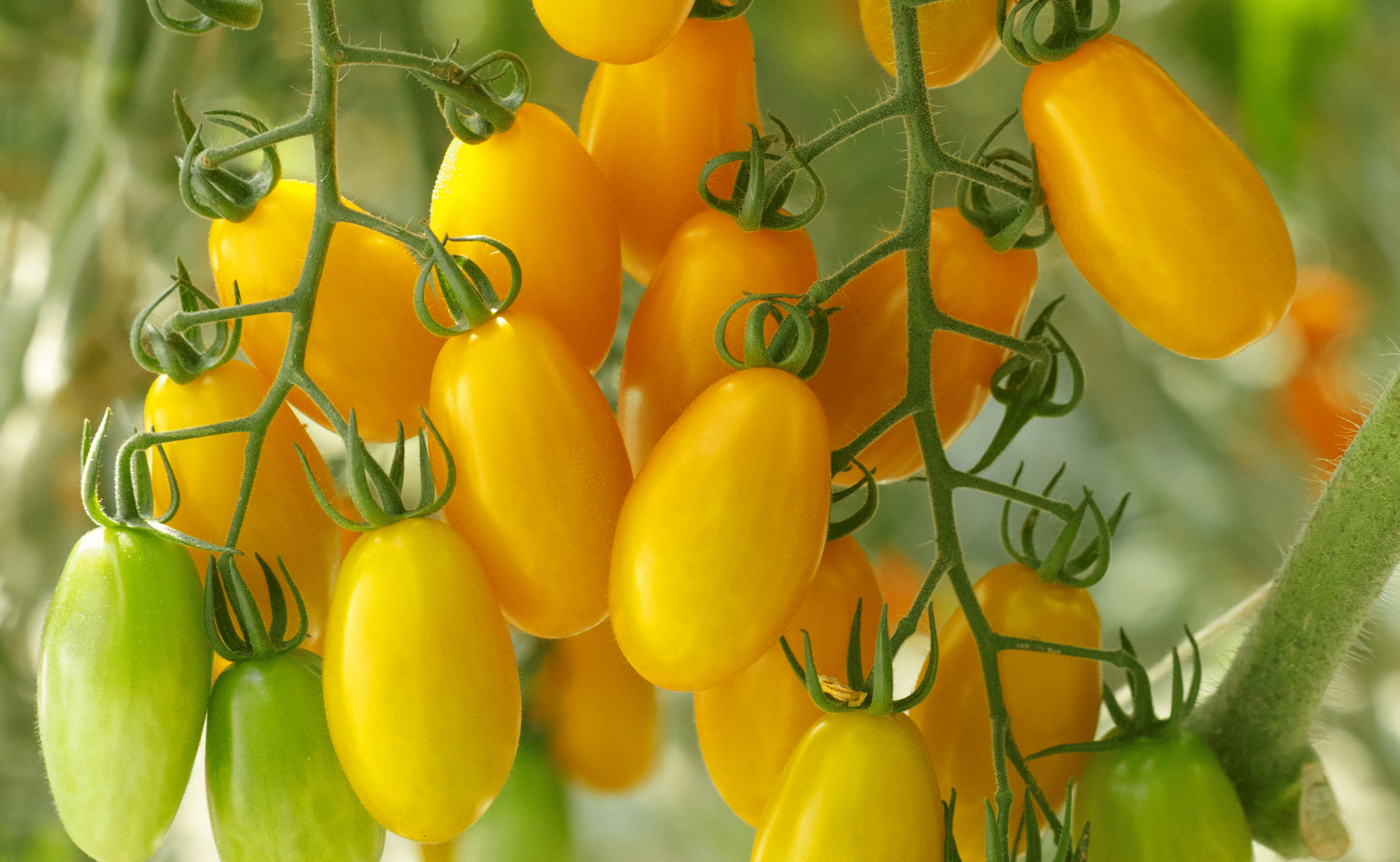 Gold Spark Tomato (Treated Seed) | Seedway