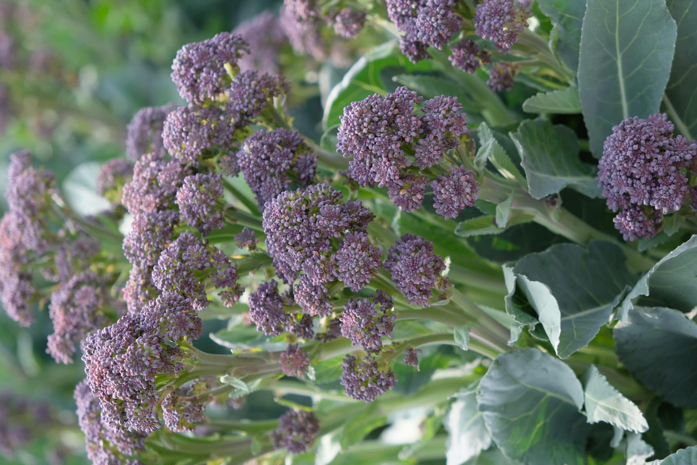 Burgundy Broccoli (Not Treated) | Seedway