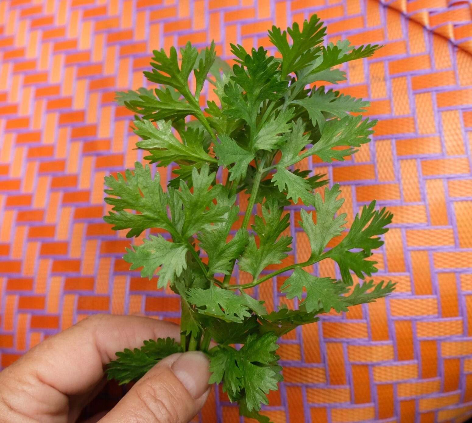 Cilantro Cruiser (Treated Seed) | Seedway