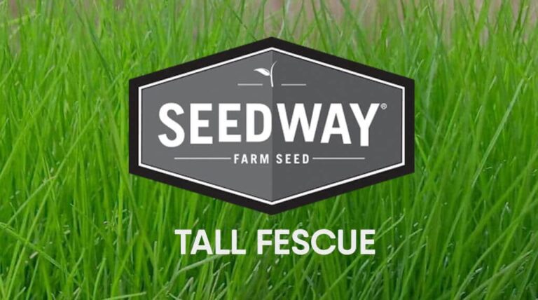 Palatine Soft Leaf Tall Fescue | Seedway