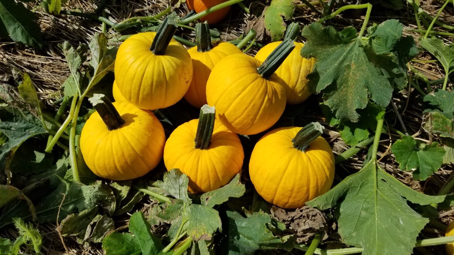 Sunlight Pumpkin (Farmore) | Seedway