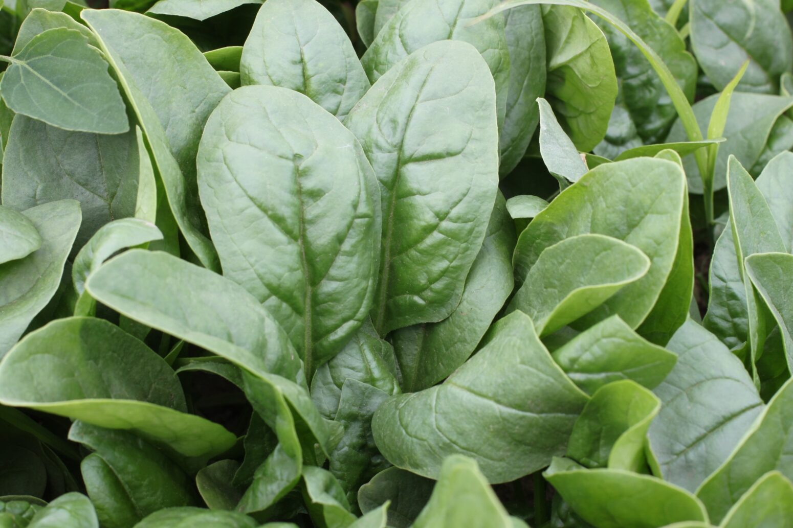 Aztec Spinach (Treated Seed) | Seedway