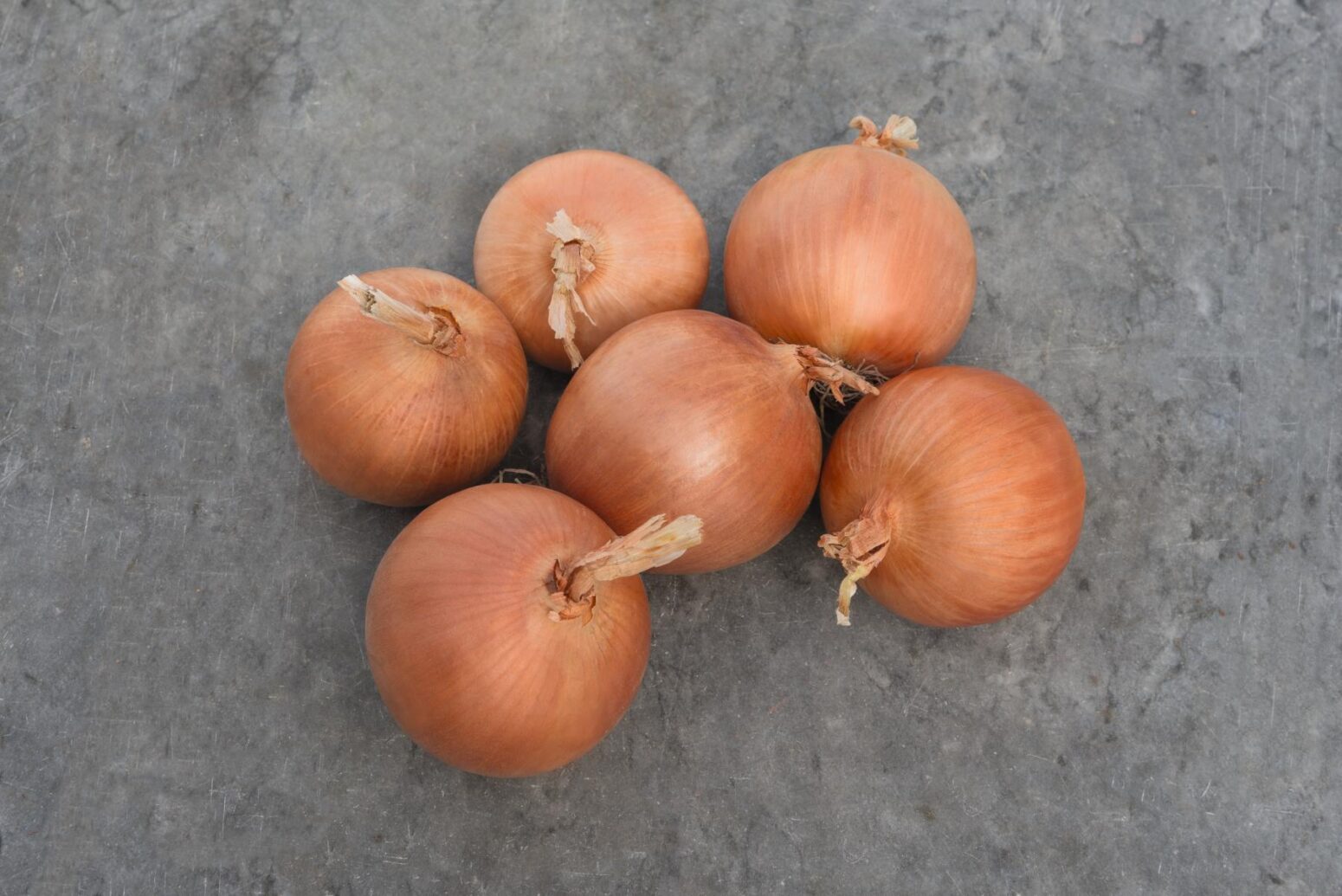Hamilton (Treated Seed) | Seedway