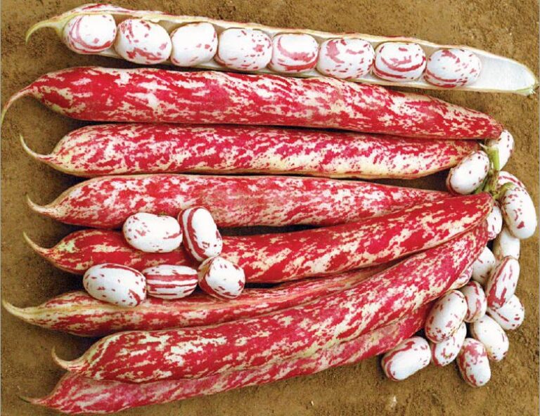 Topazio Horticultural Bean (Treated Seed) | Seedway