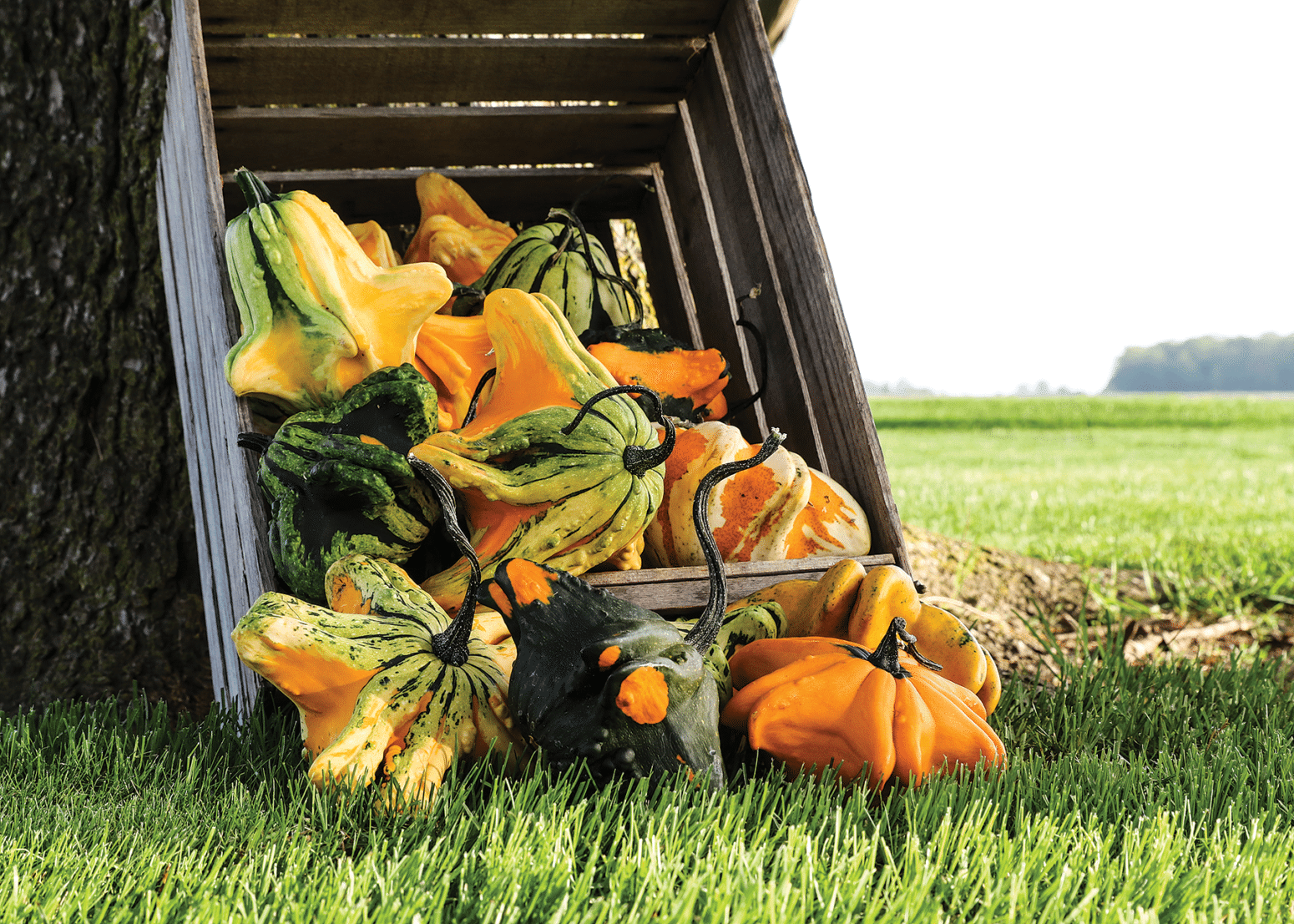 Gizmo Gourd (Farmore) | Seedway