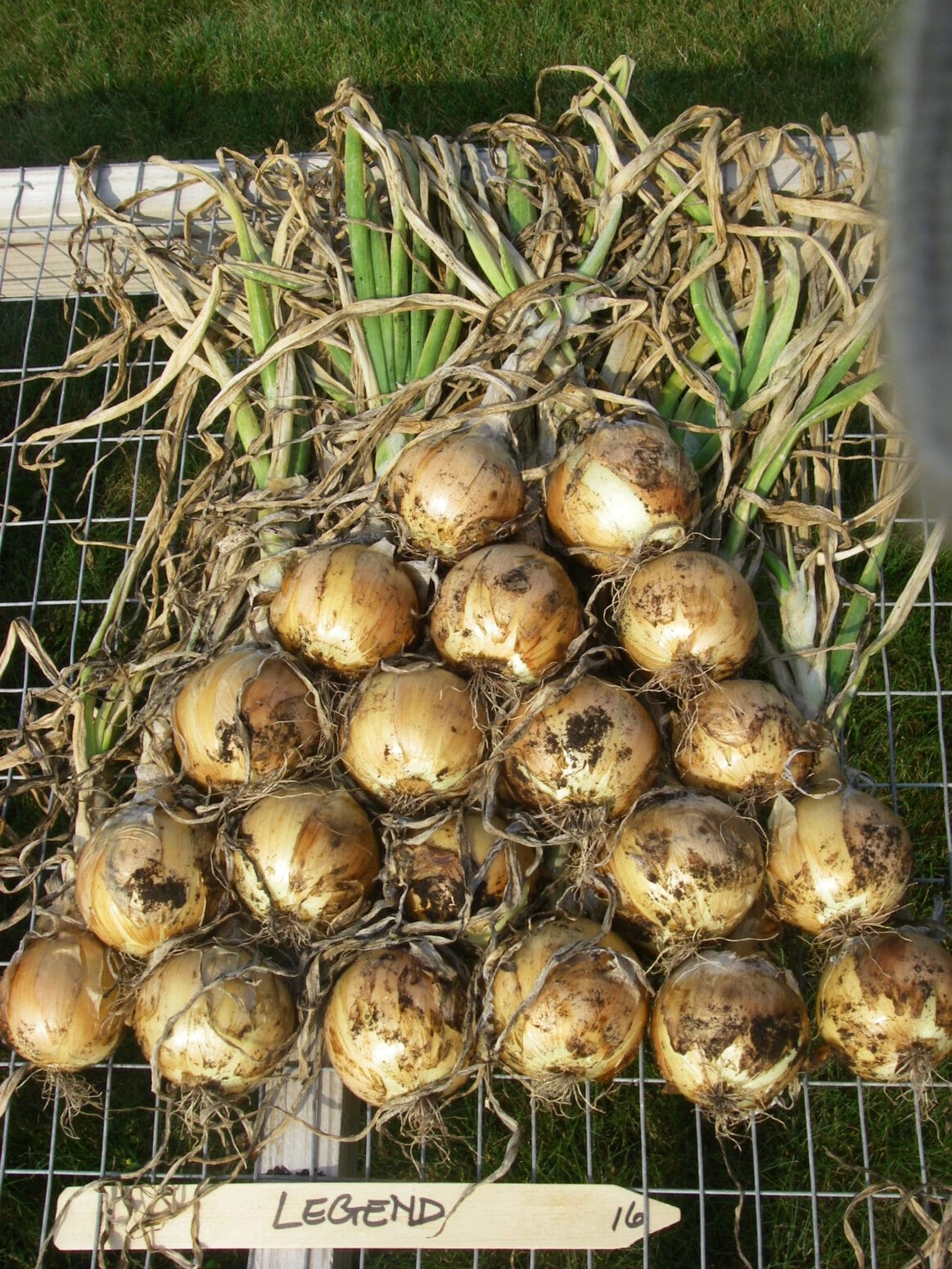 Legend Onion (Treated Seed) | Seedway