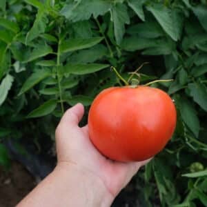 STM2255 Tomato (Pelleted) | Seedway