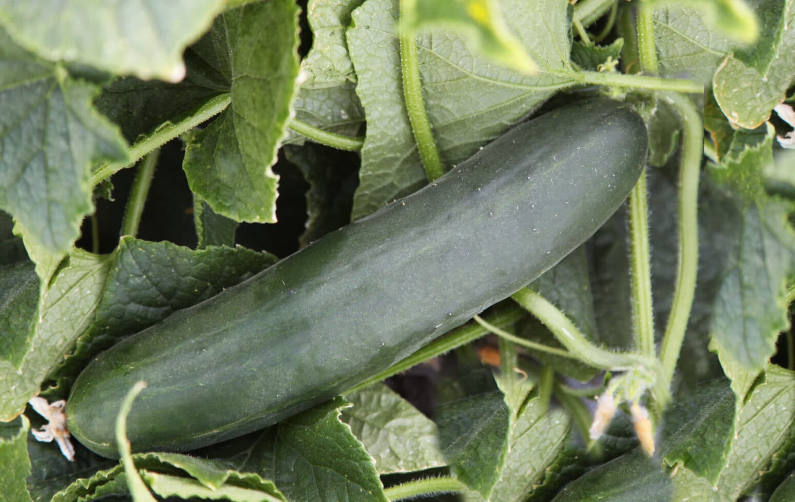 Senor Cucumber (Not Treated) | Seedway