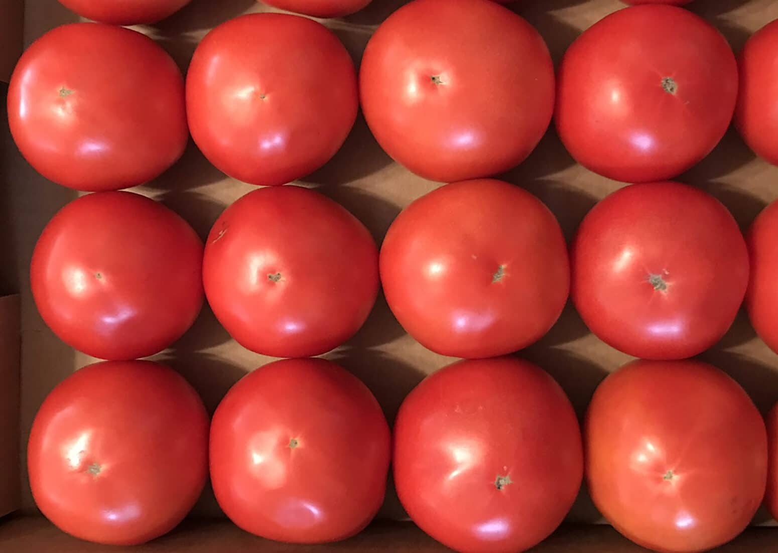 PATSY (Bejo 3353) Tomato (Pelleted) | Seedway