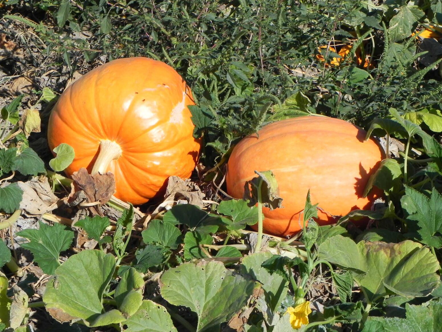 Big Max Pumpkin (Treated Seed) | Seedway