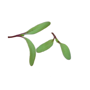 Detroit Supreme Beet (Treated, Sized) | Seedway