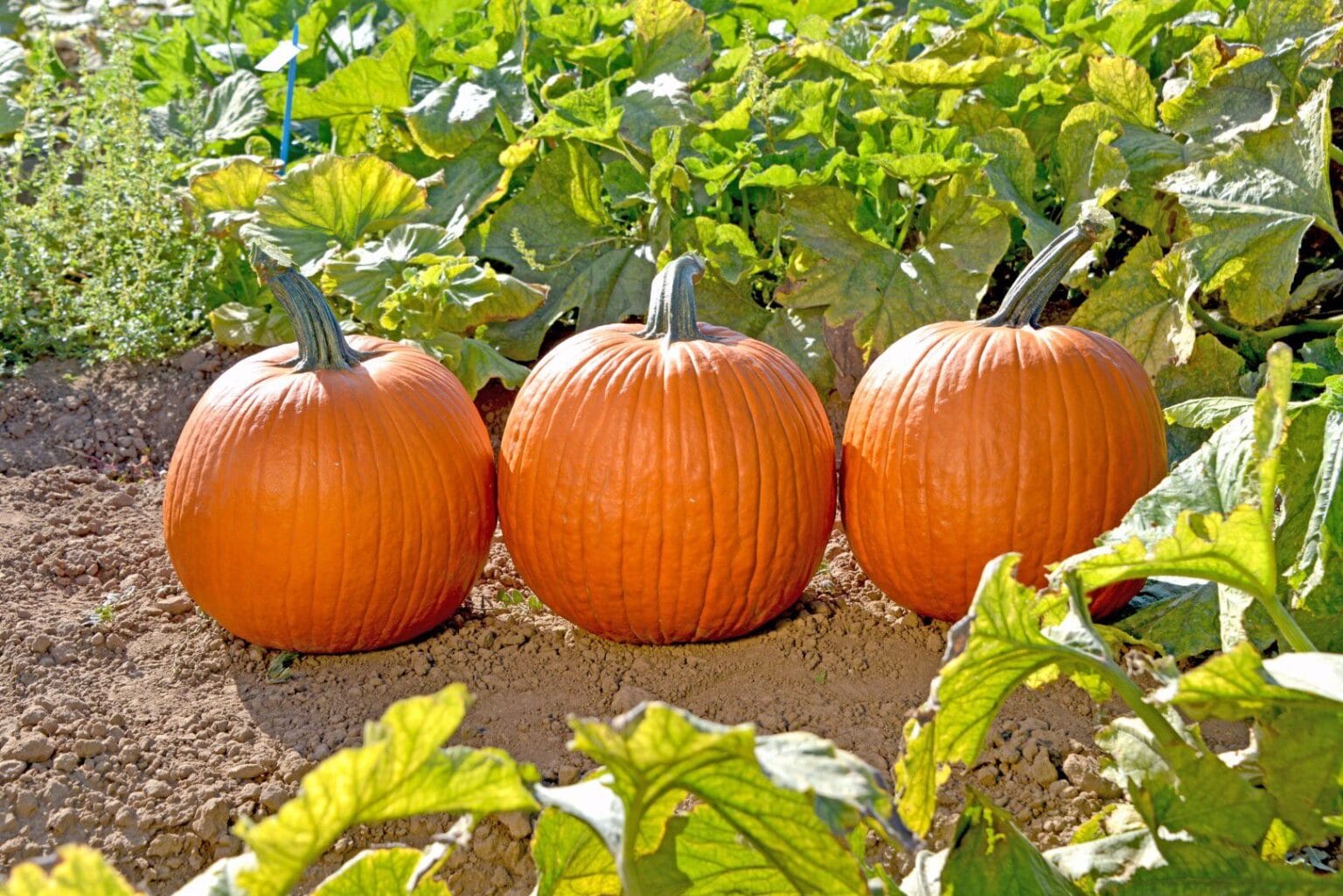 Kratos Pumpkin (Farmore) | Seedway