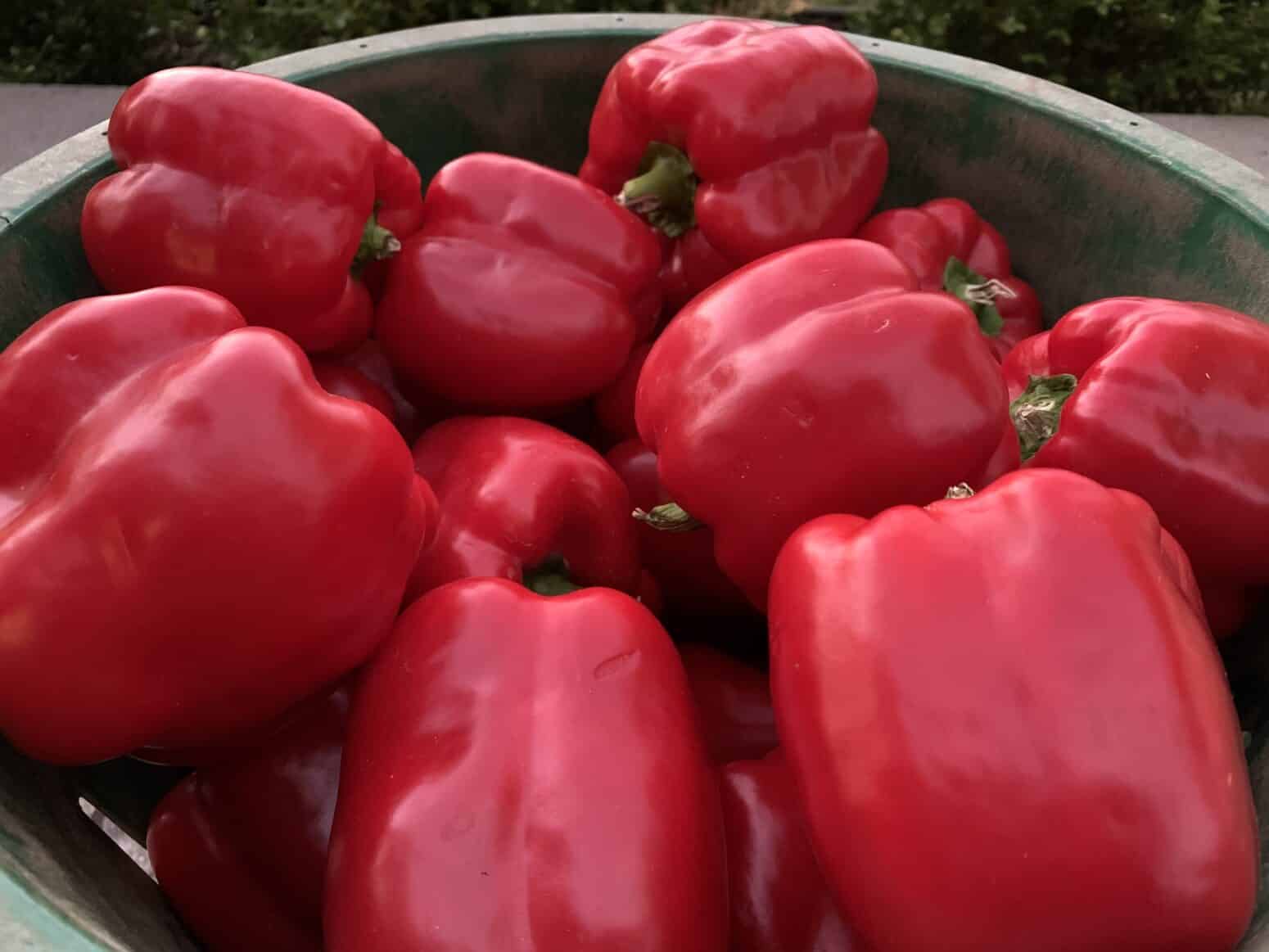 Sailfish Bell Pepper (Treated Seed) | Seedway