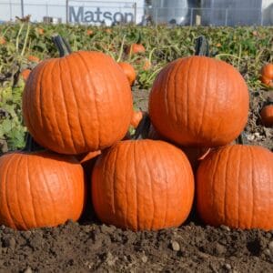 Zeus Pumpkin (Farmore) | Seedway