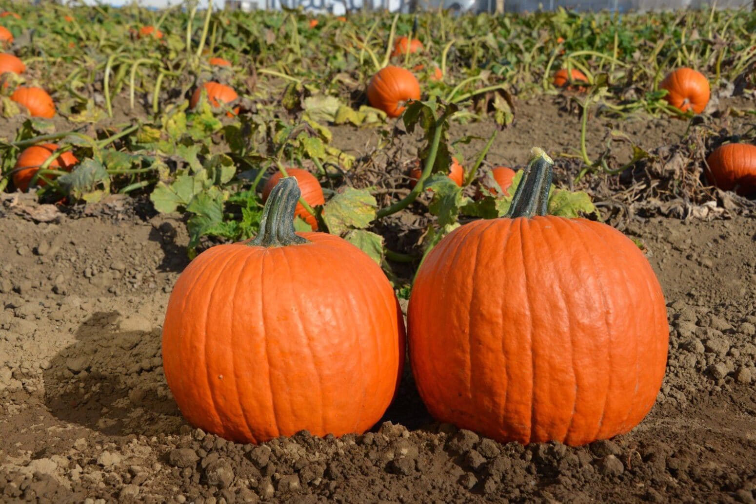 Zeus Pumpkin (Farmore) | Seedway