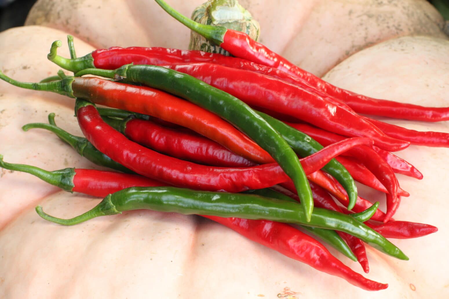 Royal Hot Hot Pepper (Treated Seed) | Seedway