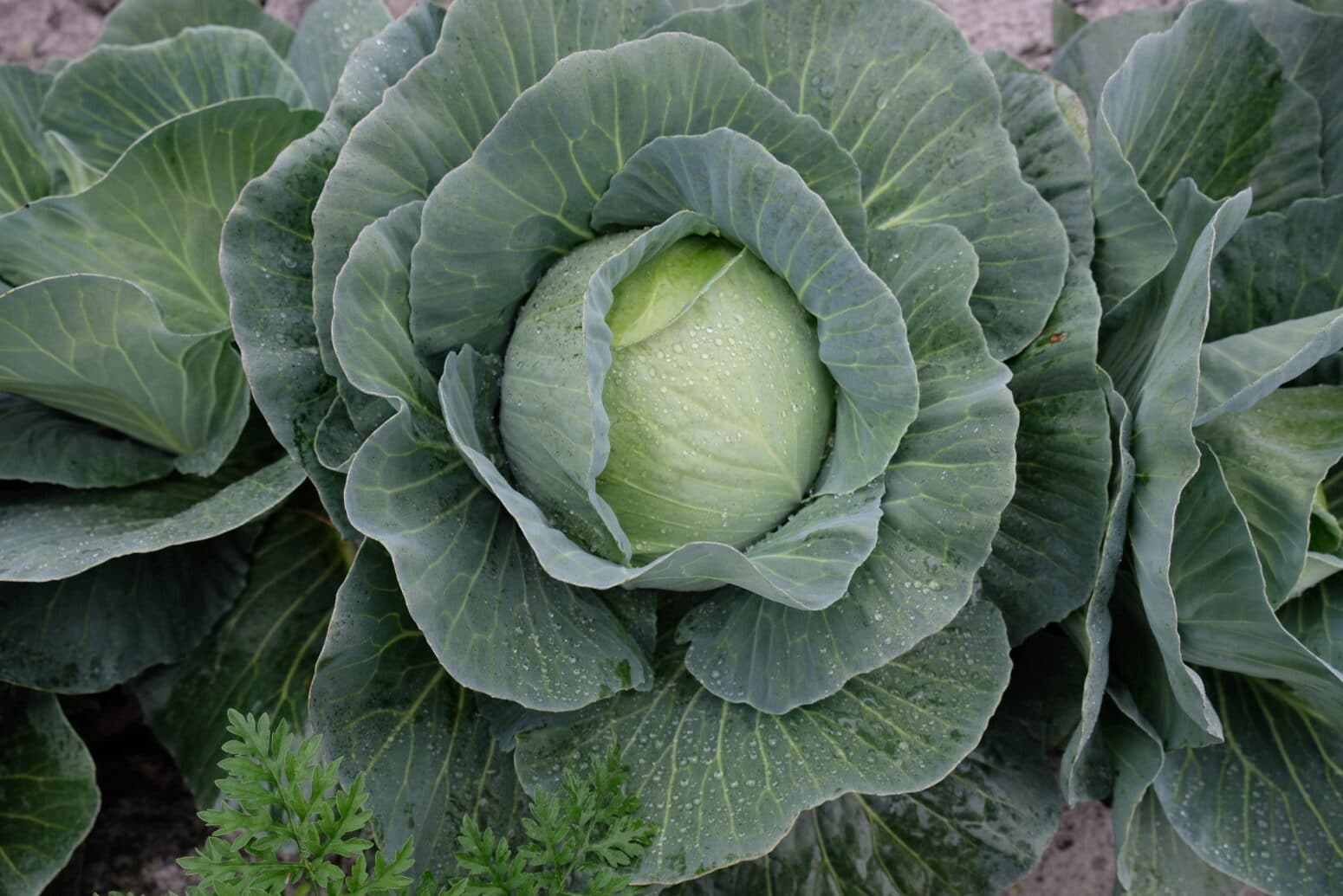 Bellicose Cabbage (Treated Seed) | Seedway