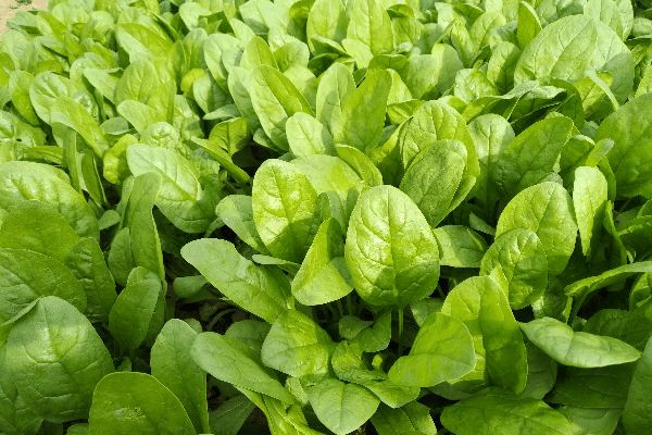 Carmel Spinach (Not Treated) | Seedway