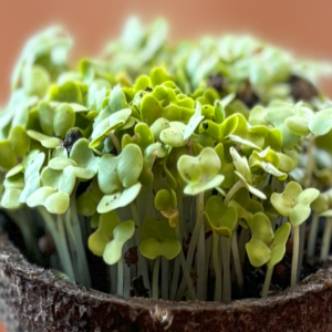 Amara Kale (Not Treated) | Seedway