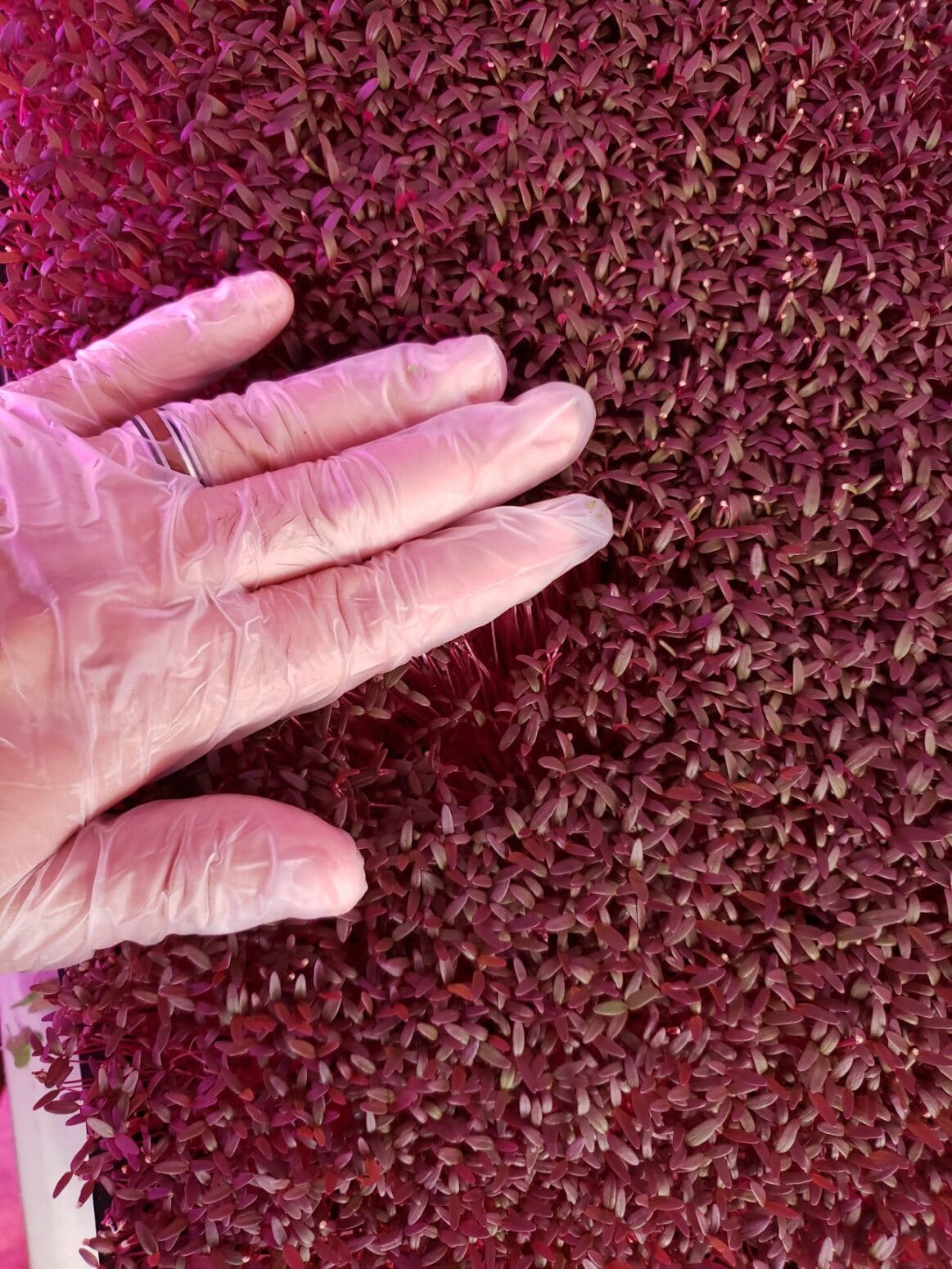 Red Garnet Amaranth (Not Treated) | Seedway