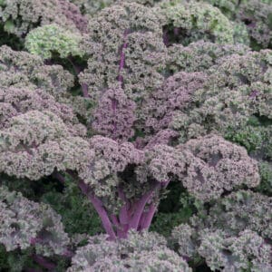 Sunbor Kale (Treated Seed) | Seedway