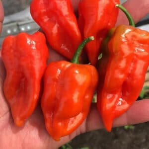 Velociraptor Pepper (Not Treated) | Seedway