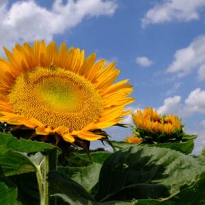 Sunrich Gold Sunflower (Not Treated) | Seedway