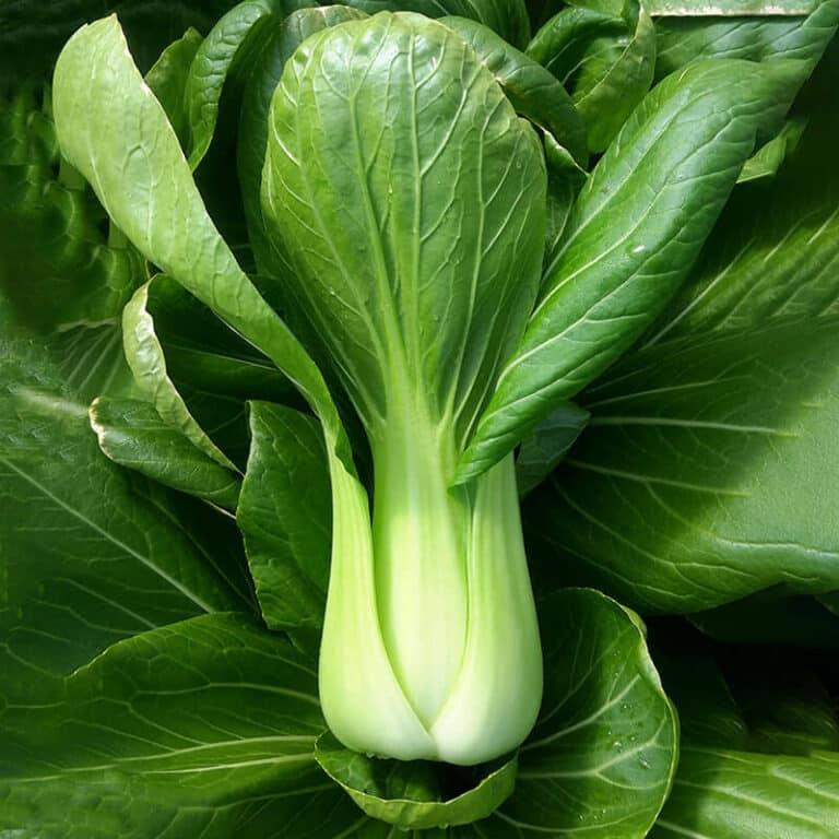 Raichu Baby Pak Choi (Treated Seed) | Seedway