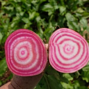 Anello Beet (Treated Seed) | Seedway