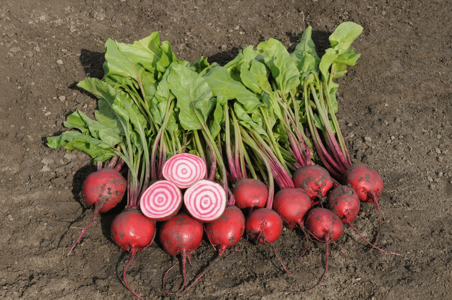 Anello Beet (Not Treated) | Seedway