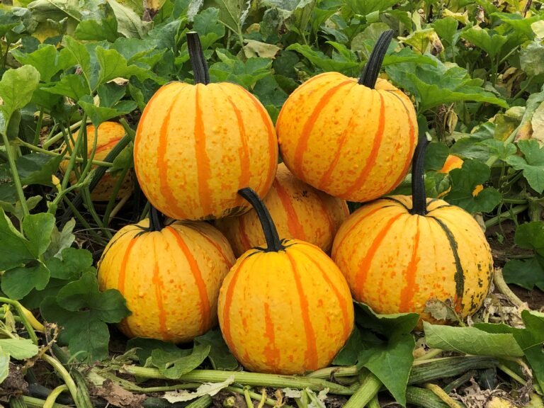 Fireball Pumpkin (Farmore) | Seedway