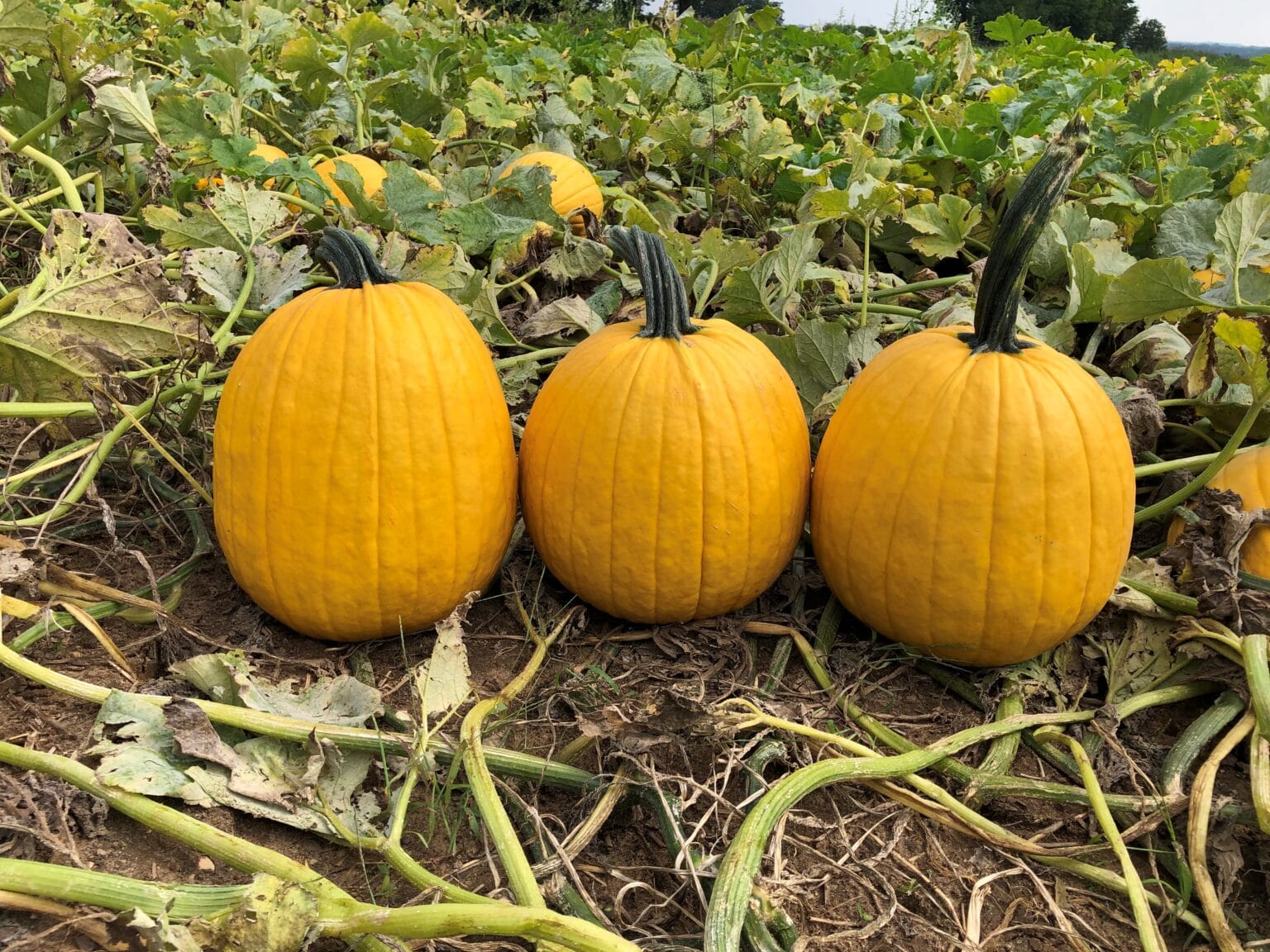 Lemonade Pumpkin (Treated Seed) | Seedway