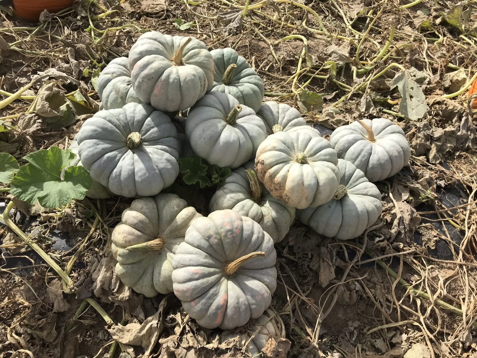 Mint Prince Pumpkin (Treated Seed) | Seedway